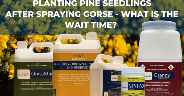 When Should I Plant Pine seedlings after Spraying Gorse?