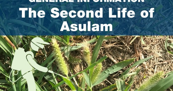 Asulam meets Yellow Bristle Grass (YBG)