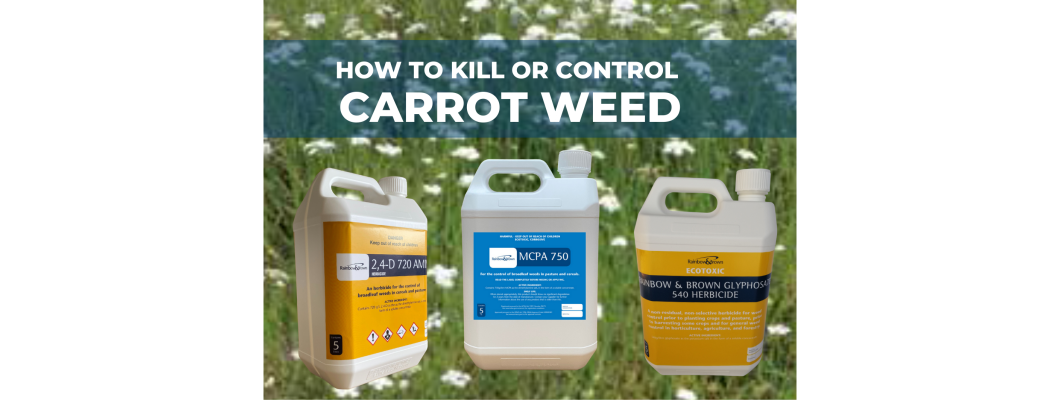 How to Kill Carrot Weed