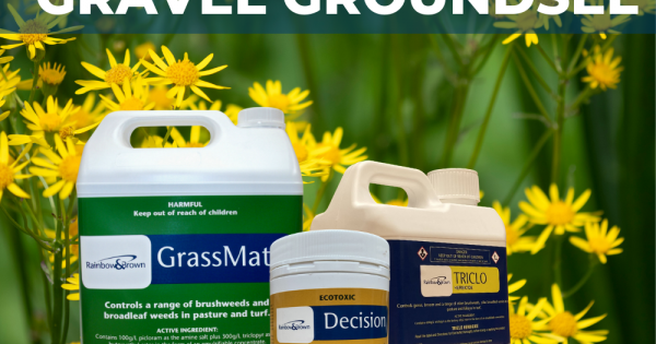 HOW TO KILL GRAVEL GROUNDSEL