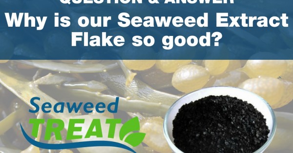 WHY IS OUR SEAWEED EXTRACT SO GOOD