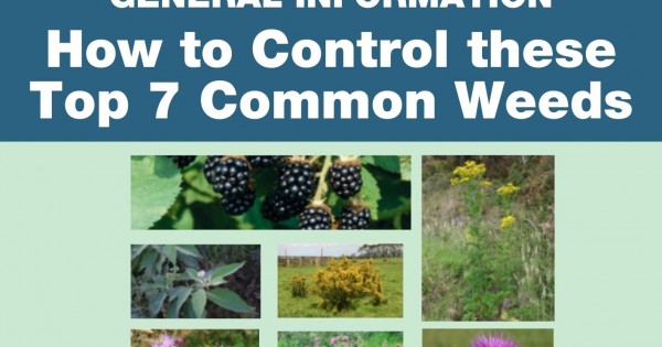 The Magnificent Seven: Weed Control Guide for NZ Pastures from Rainbow ...