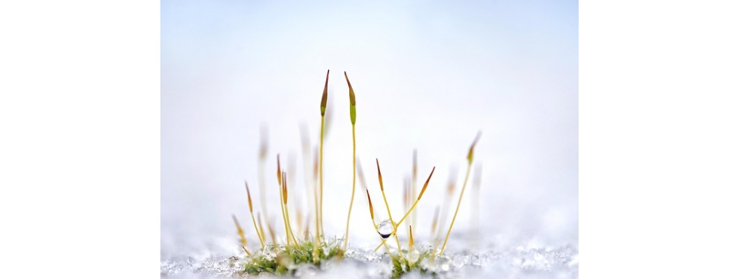 Herbicides for controlling weeds over winter