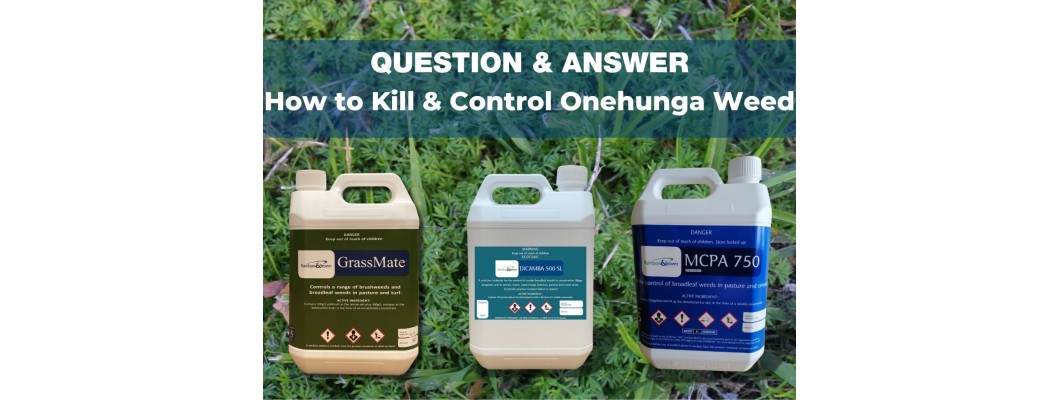 Kill Onehunga Weed in your Lawn