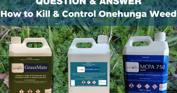 Kill Onehunga Weed in your Lawn