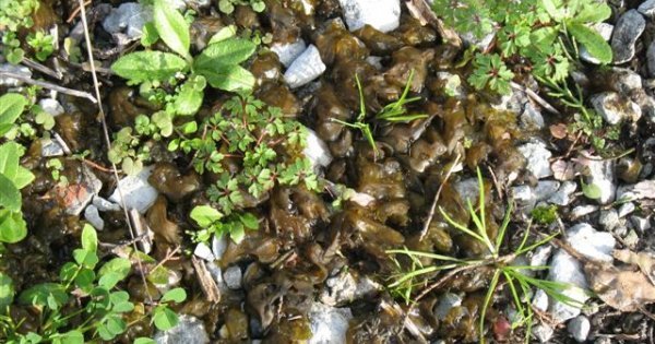 BLUE GREEN NOSTOC COMMUNE ALGAE