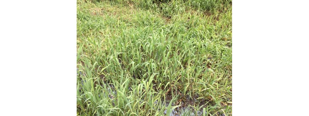 CONTROL MERCER GRASS IN A POND