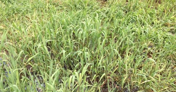 CONTROL MERCER GRASS IN A POND