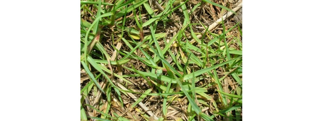 LAWN INVADER (PASPALUM)
