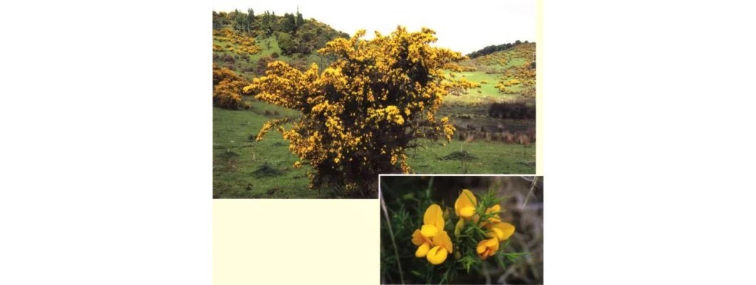 MOST COST EFFECTIVE WEED SPRAY FOR GORSE?
