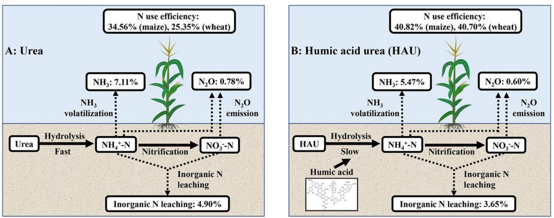 Can K-Mate Humic Acid improve Nitrogen Efficiency?