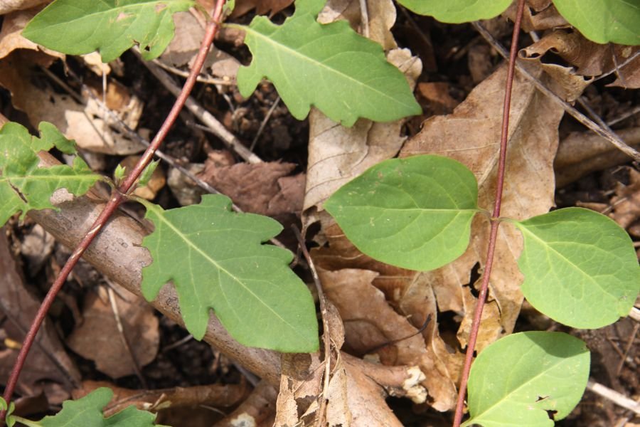 Japanese Honeysuckle Weed File