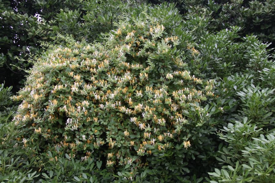 Japanese Honeysuckle Weed File
