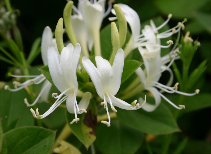 Honeysuckle Weed at Dianna Wagner blog