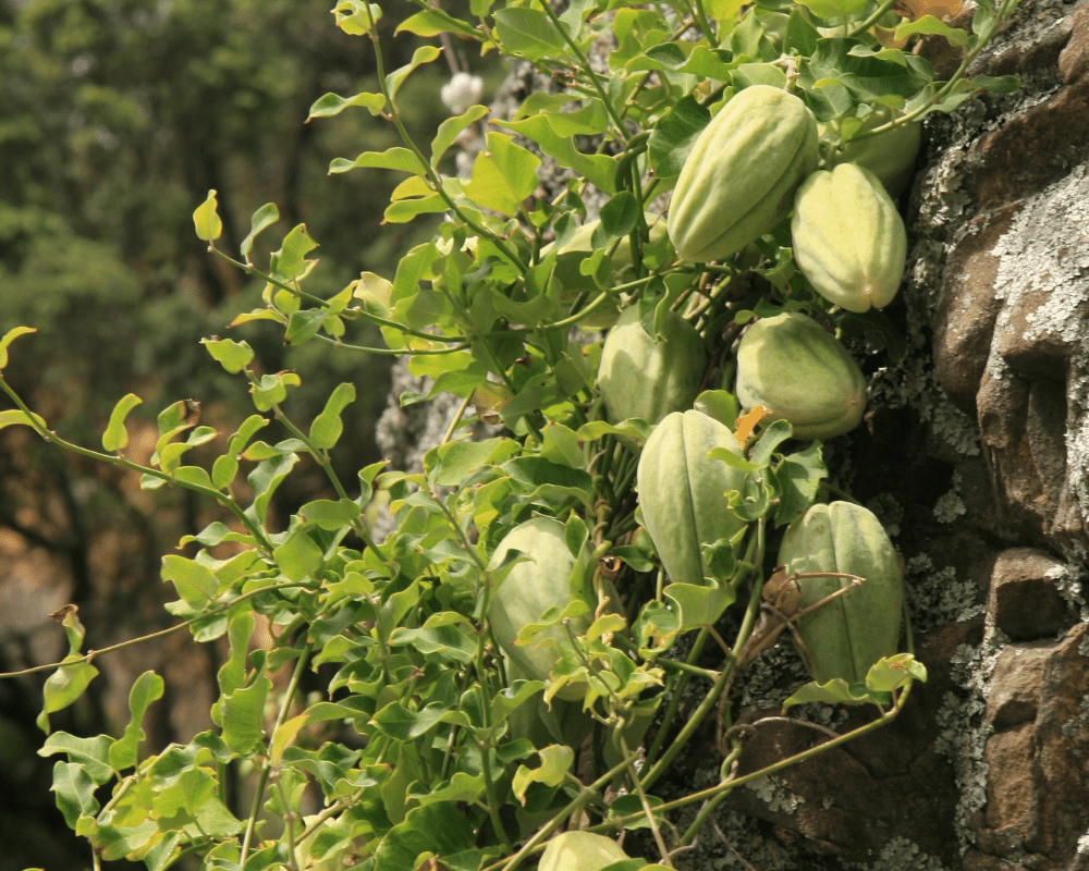 How to kill or control Moth Plant weed