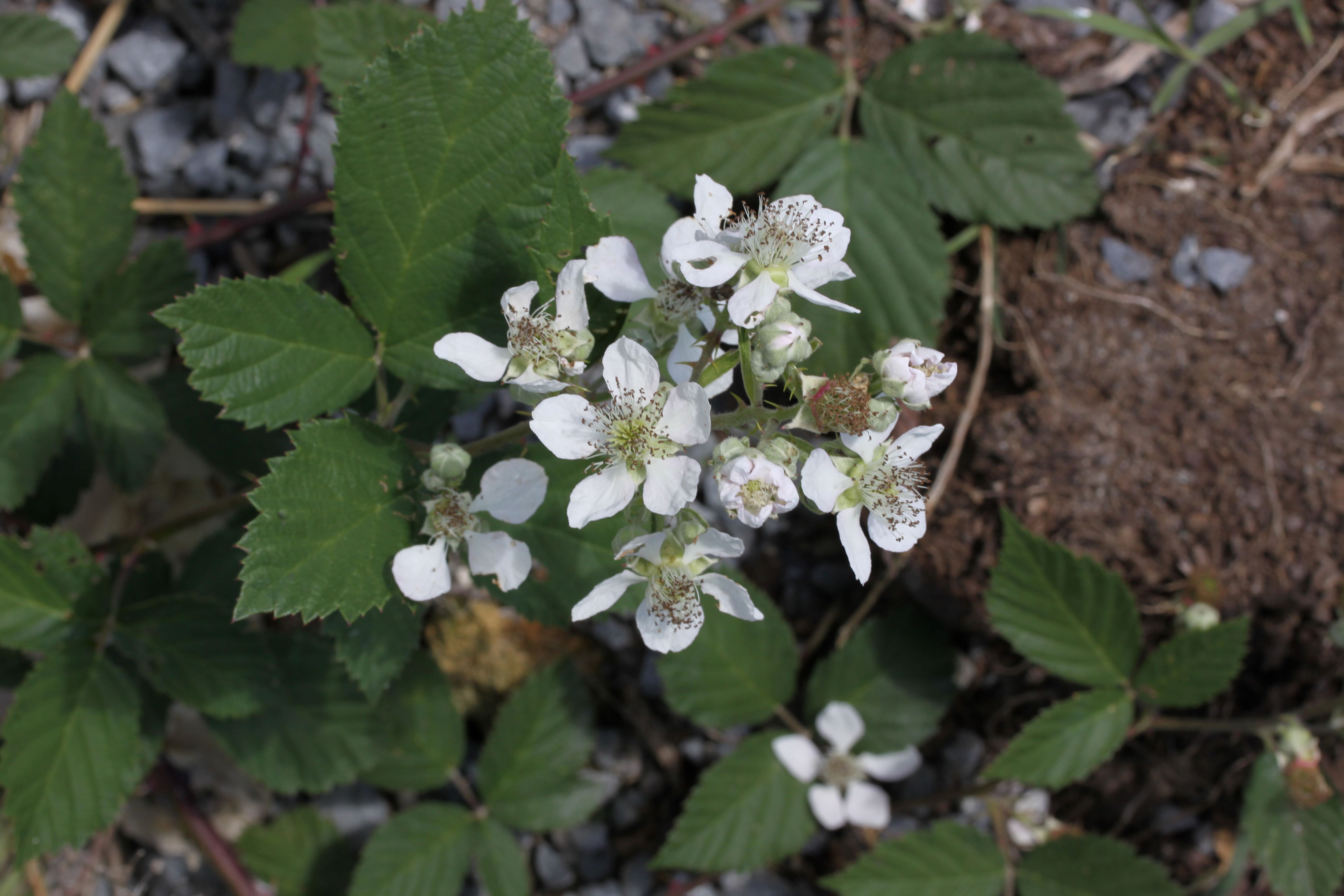 Blackberry Weed File