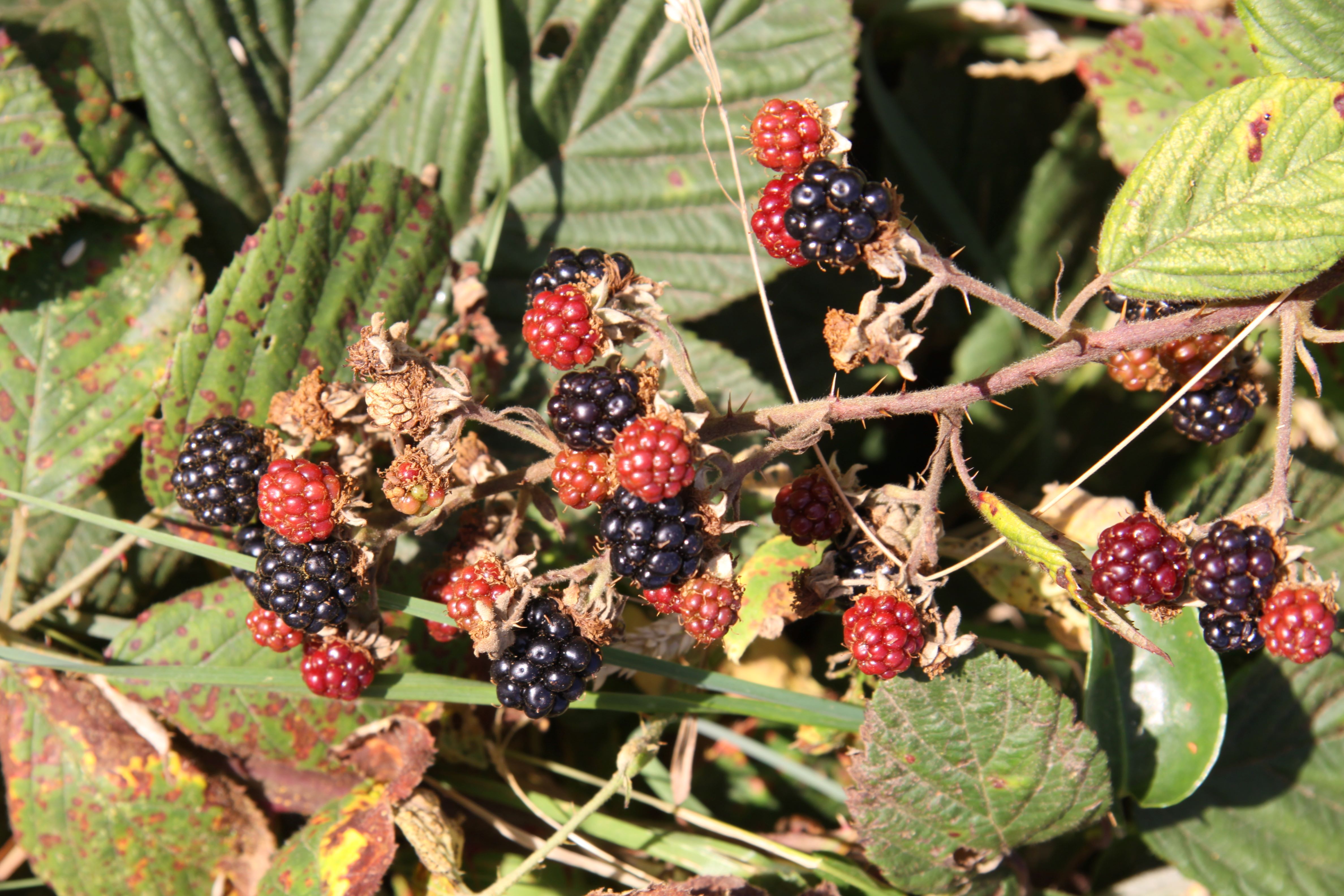 Blackberry Weed File