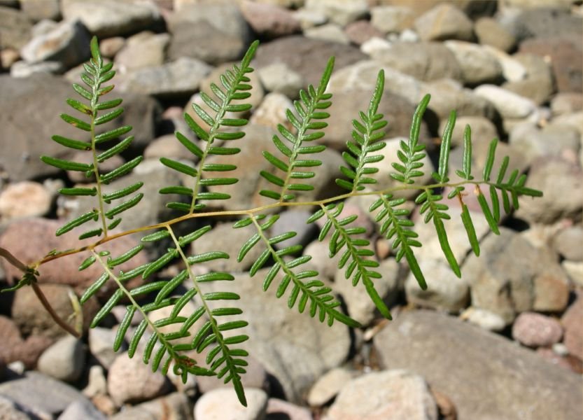 Bracken Weed File