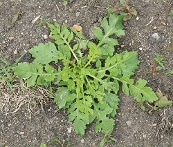 Creeping Yellow Cress