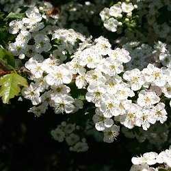 Hawthorn