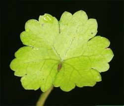Hydrocotyle