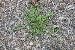 Paspalum