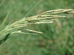 Paspalum