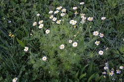 Stinking-Mayweed