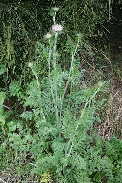 Wild-Carrot