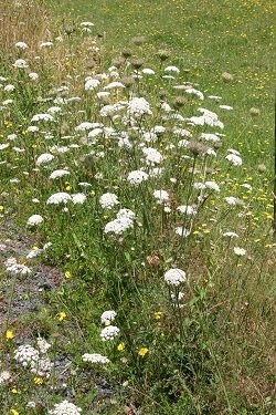 Wild-Carrot