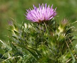 Thistle-Winged