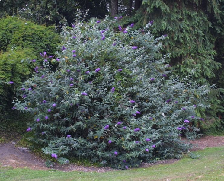 Buddleia Weed File