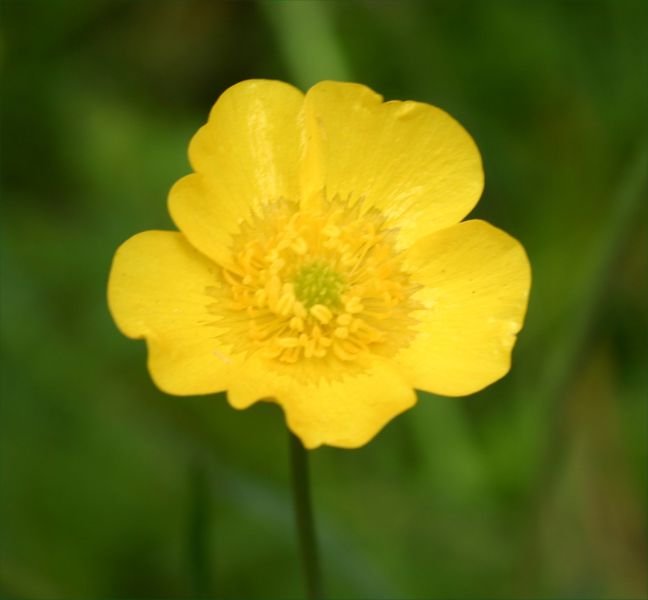 Buttercup - Giant and Creeping (perennials)