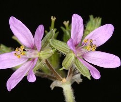 Storksbill