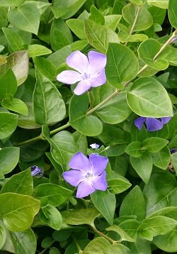 Periwinkle